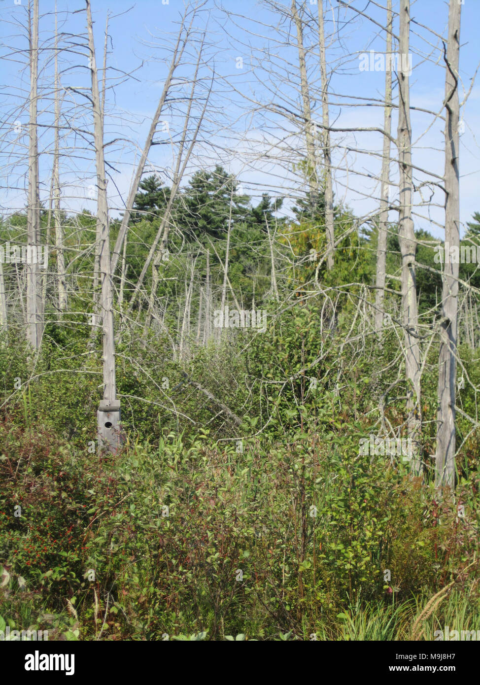 Can you spot the duck house on the Mohican Reservation Stock Photo - Alamy
