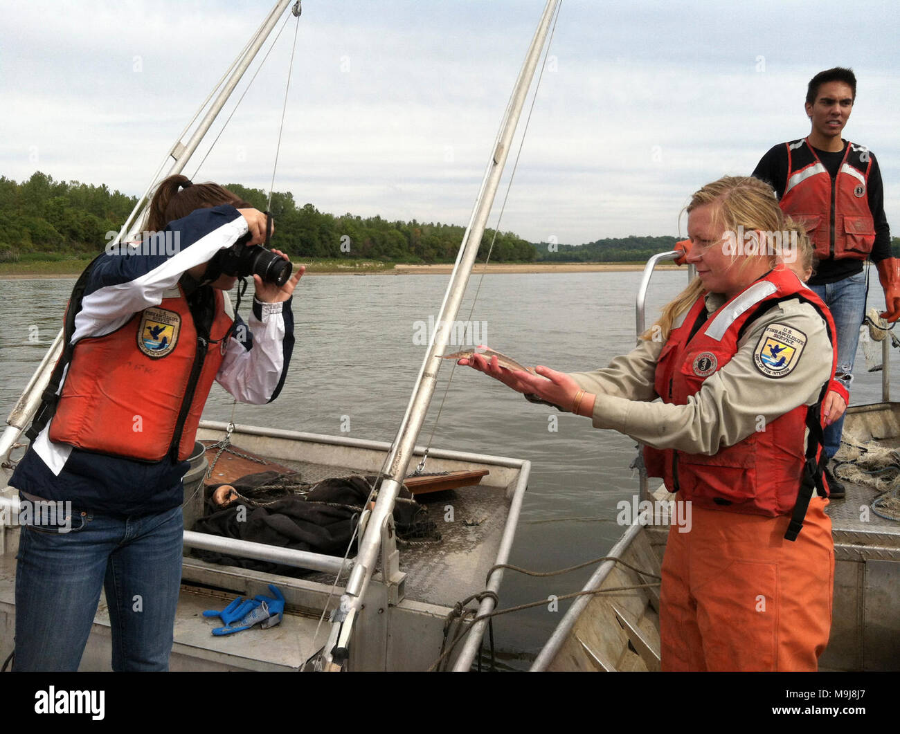 Journalism student photographs shovelnose sturgeon caught in a trammel ...