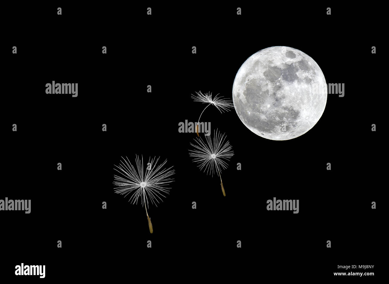 dandelion seeds float in front of a full moon Stock Photo - Alamy