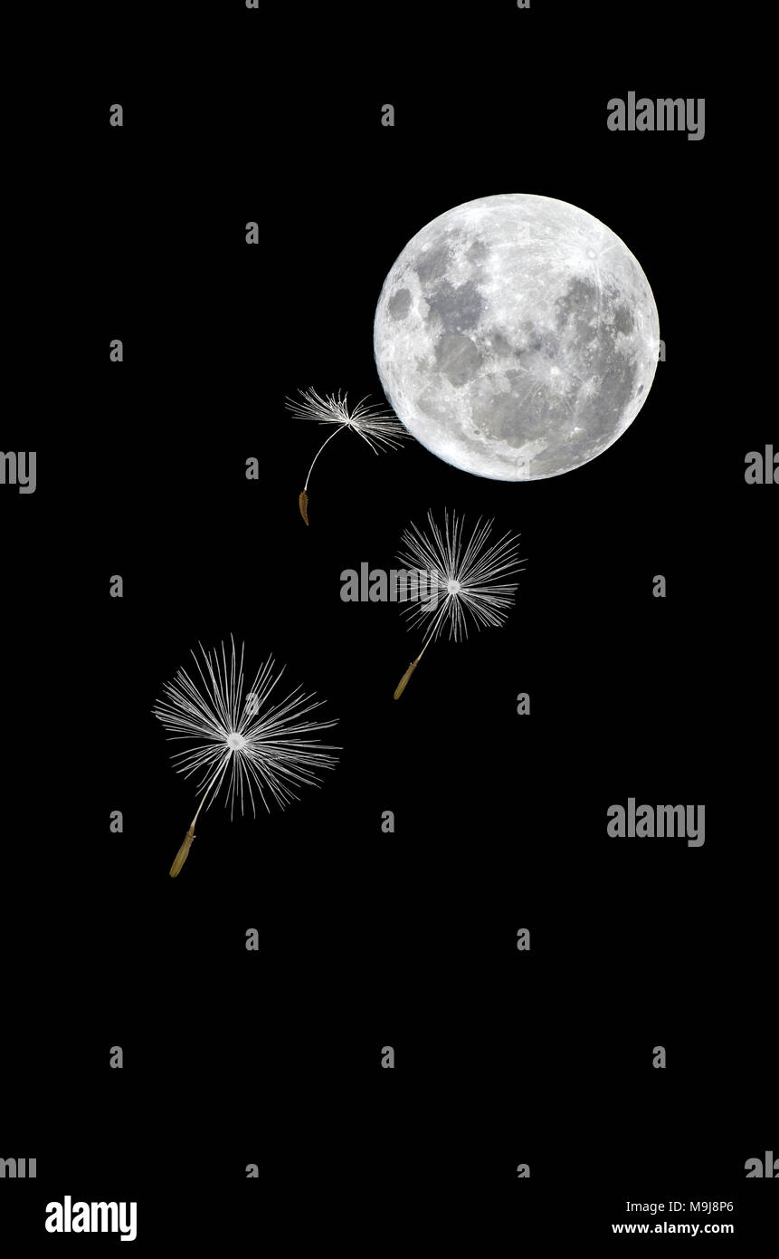 dandelion seeds float in front of a full moon Stock Photo - Alamy