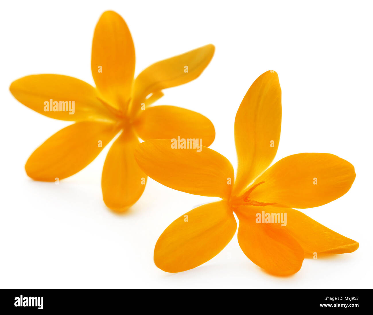 Yellow Crocus over white background Stock Photo - Alamy