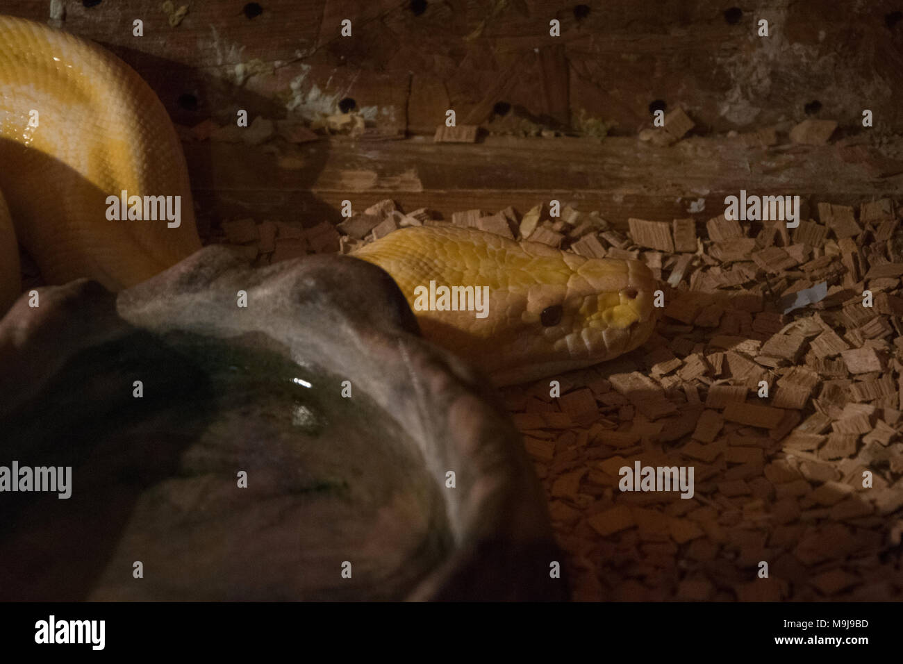 Albino burmese snake hi-res stock photography and images - Alamy