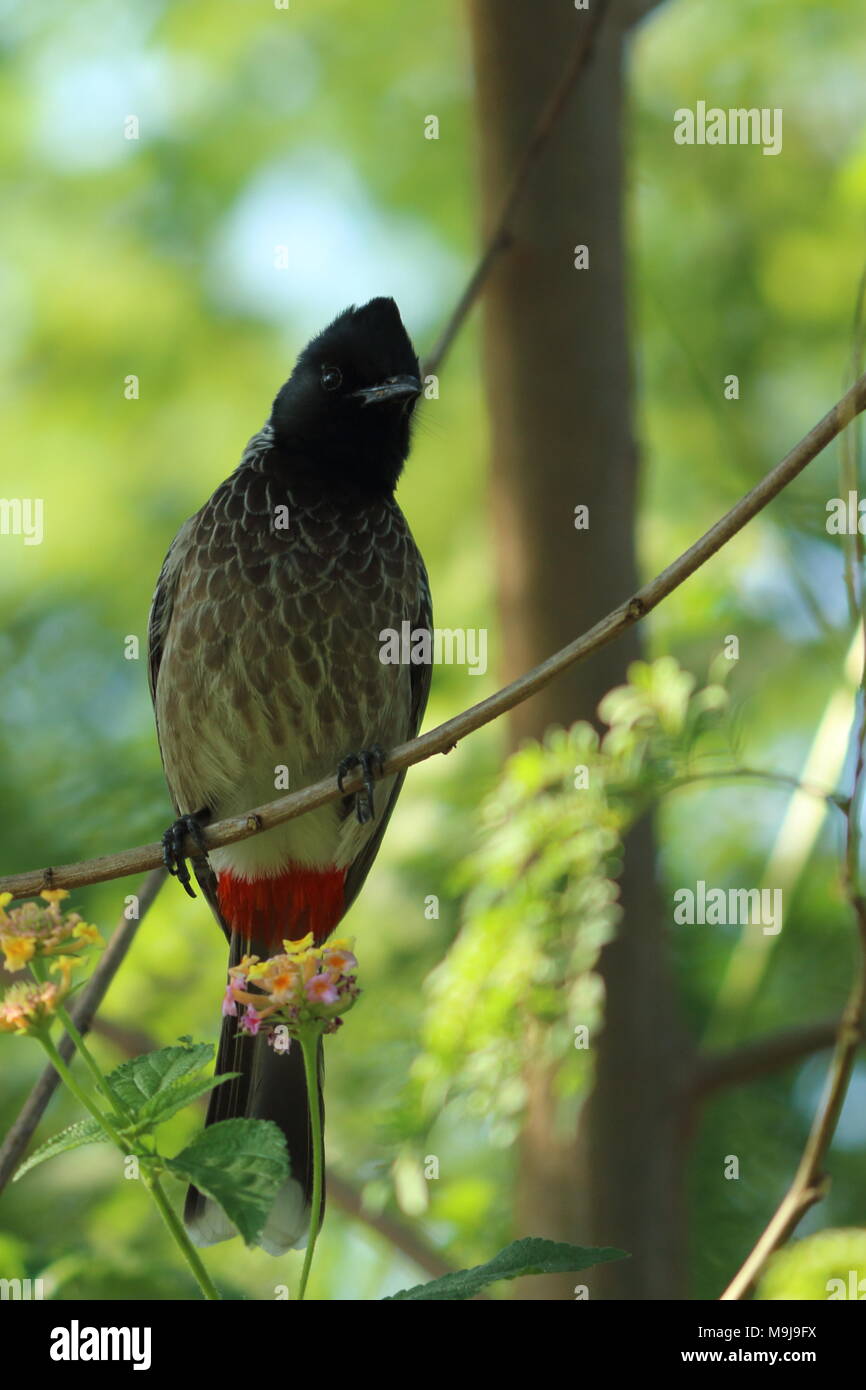 red vented bulbul Stock Photo - Alamy