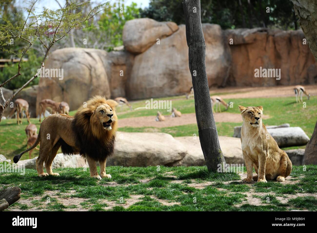 Valencia, Spain. 25th Mar, 2018. African lions are seen at the bioparc ...