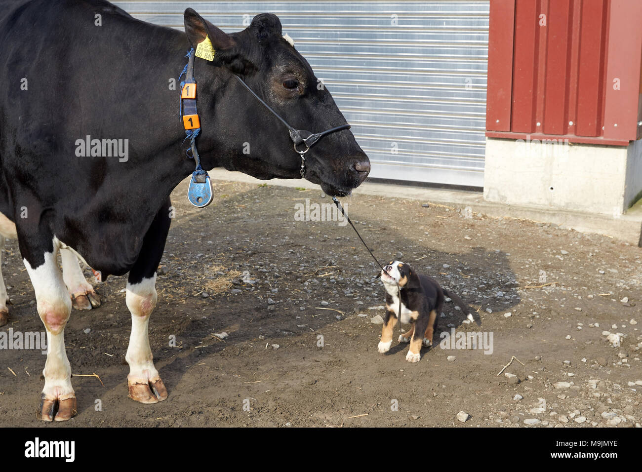 27 March 2018, Germany, Heckenbach: The young watchdog Enzo pulling on ...