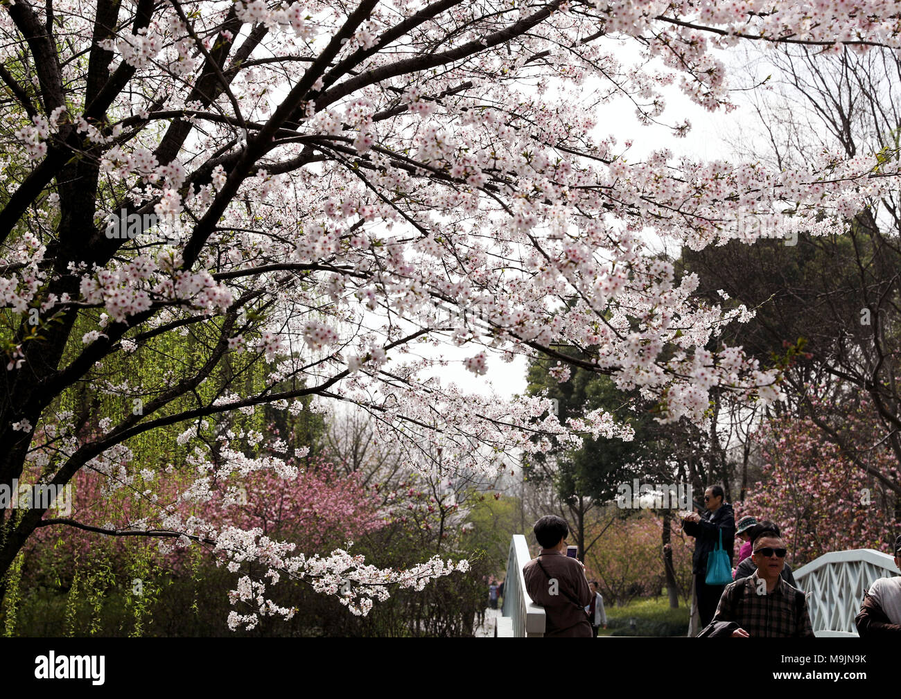 Shanghai. 27th Mar, 2018. Tourists look at flowers at Shanghai ...