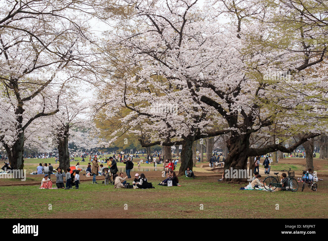 Tokyo ueno park sakura party hi-res stock photography and images - Alamy