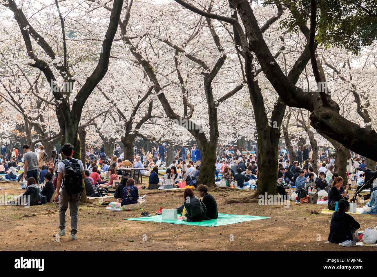 Japan cherry blossom trees ueno tokyo flower hi-res stock photography and images - Alamy