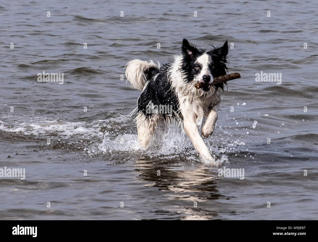 Wet dogs at the beach Stock Photo - Alamy