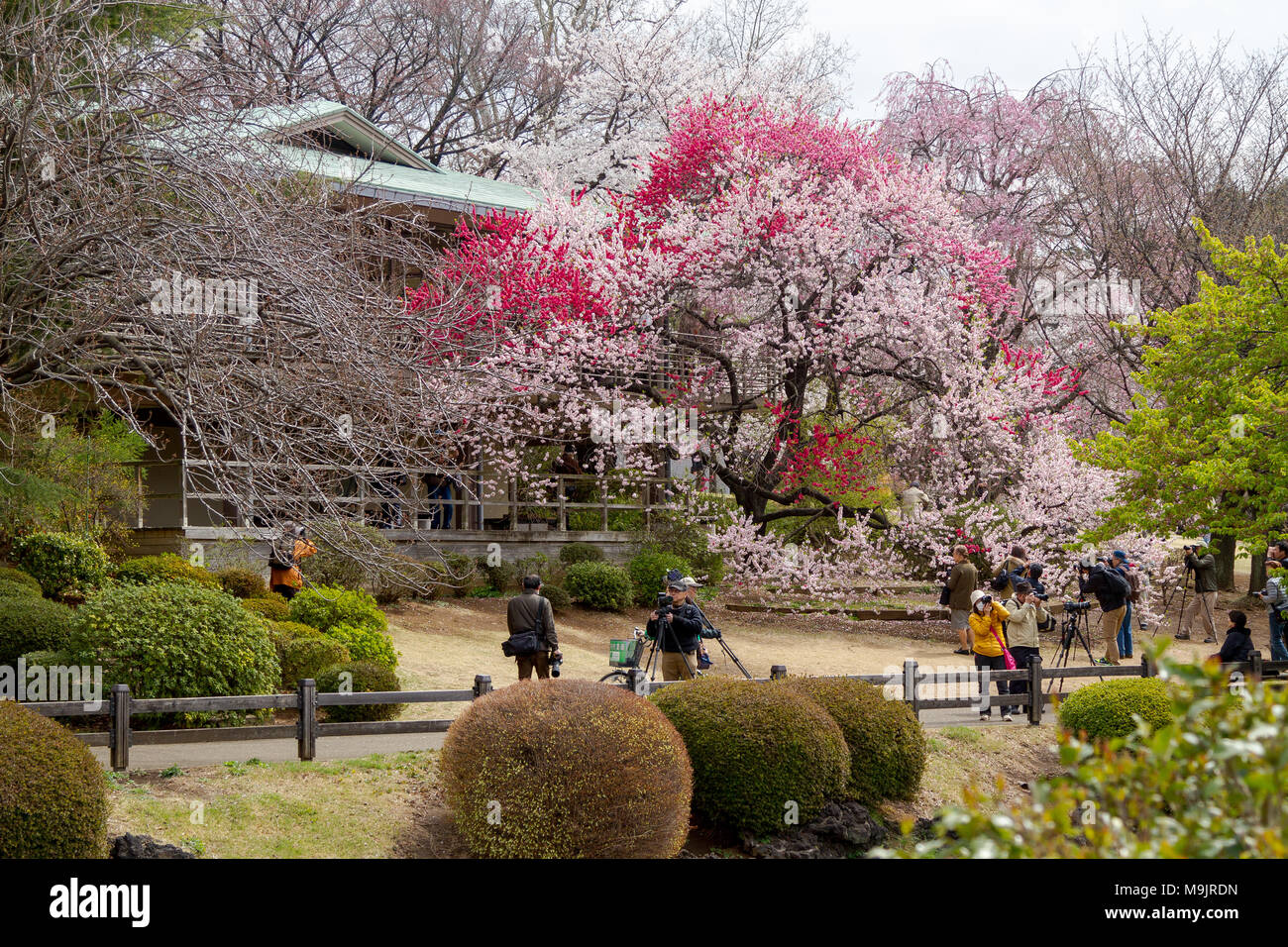 Spring in Tokyo: Cherry Tree blomming Stock Photo - Alamy