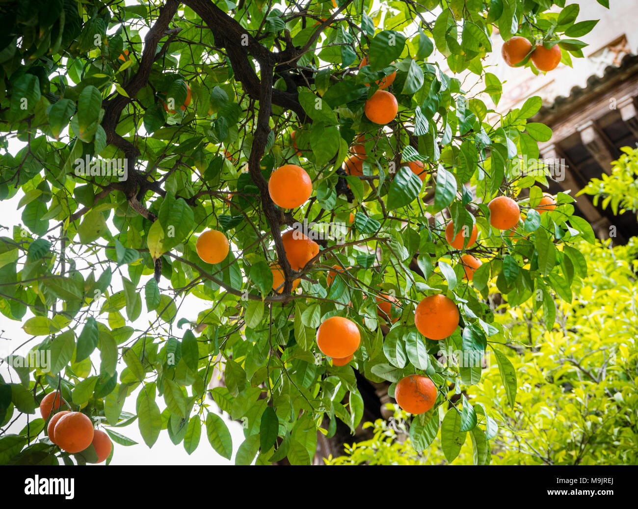 Sevilla orange hi-res stock photography and images - Alamy