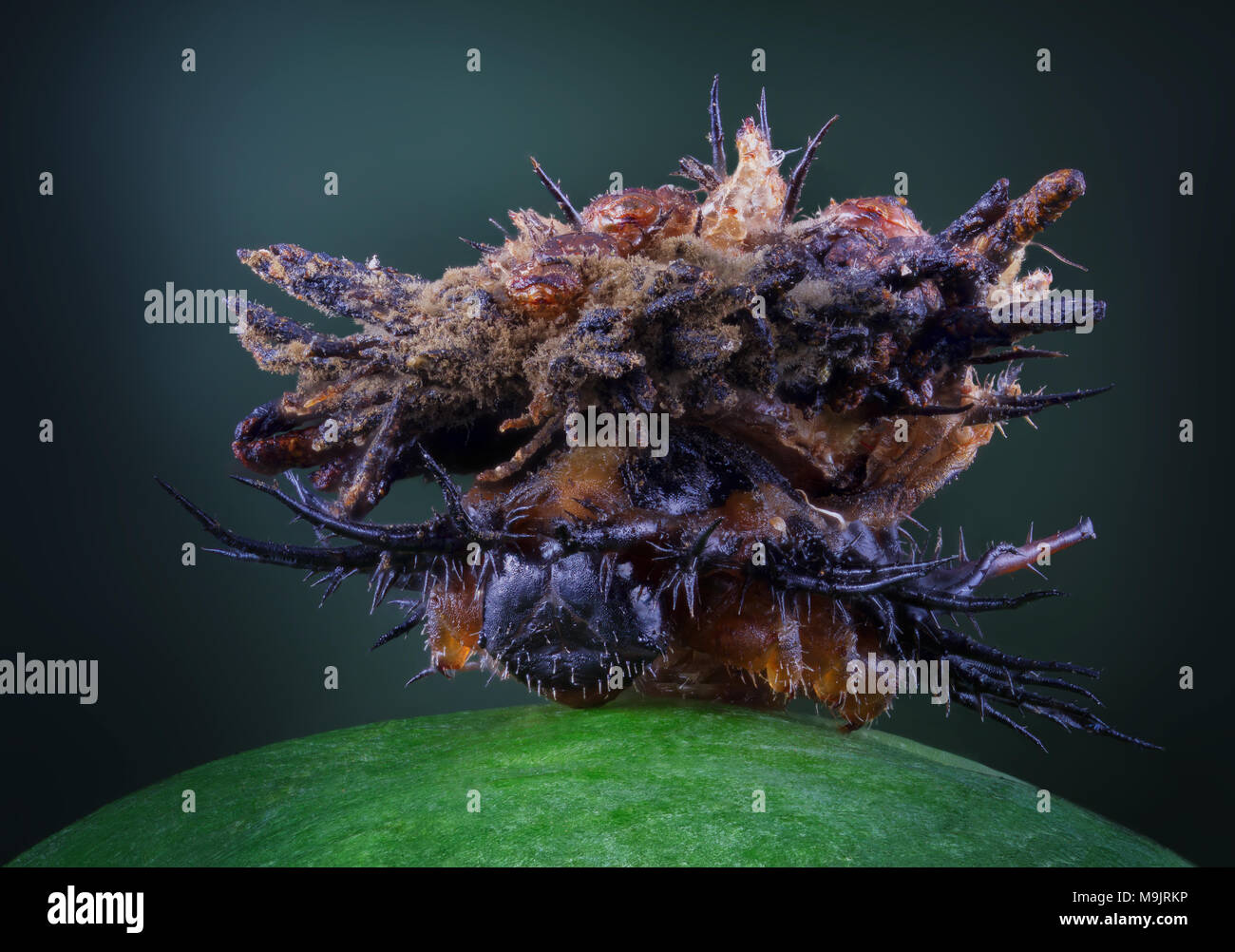 Larvae of tortoise bug Stock Photo - Alamy