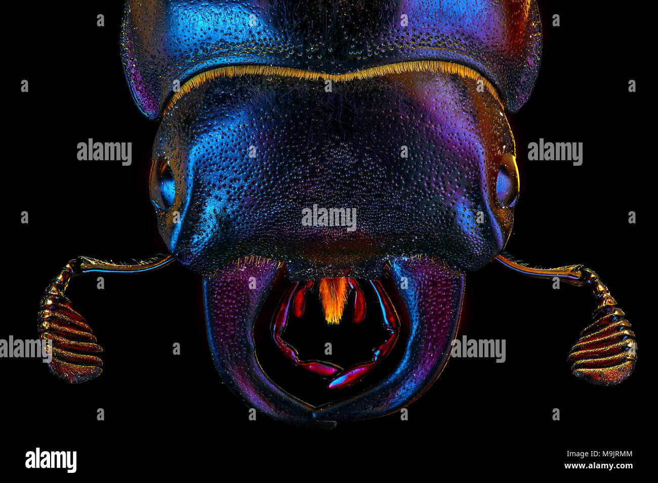 European rhinoceros bug portrait Stock Photo - Alamy