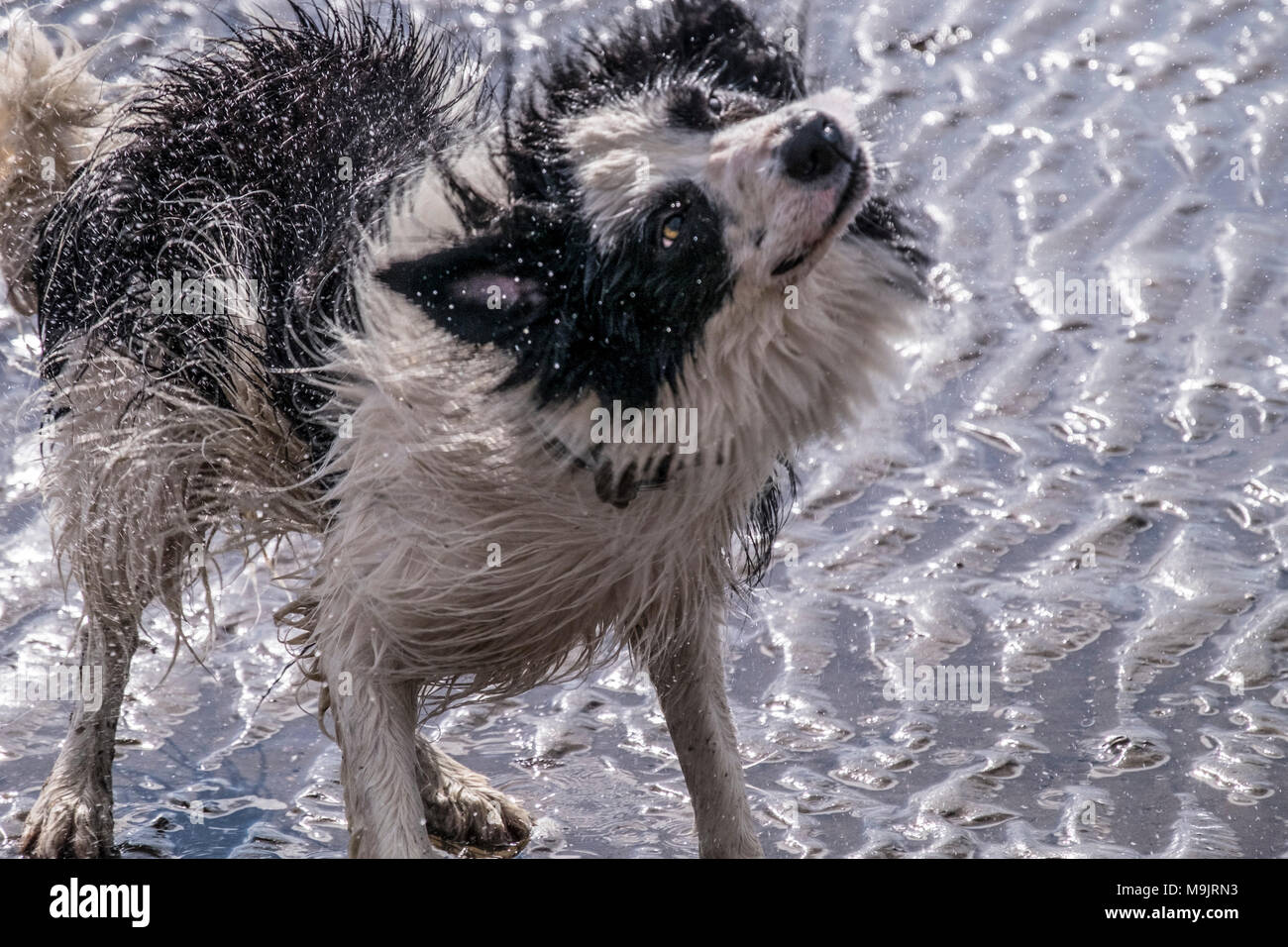 Wet dogs at the beach Stock Photo - Alamy