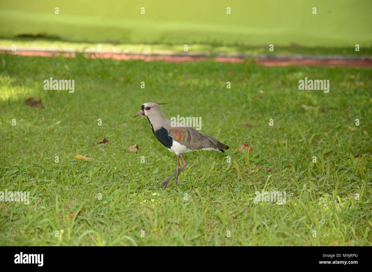 bird in the grass Stock Photo - Alamy