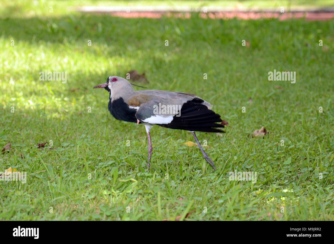bird in the grass Stock Photo - Alamy