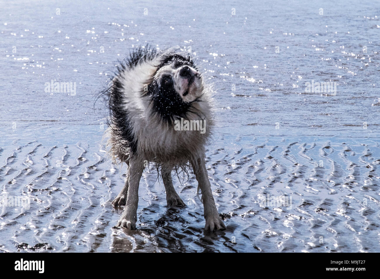 Wet dogs at the beach Stock Photo - Alamy