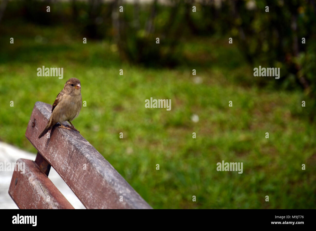 little bird on the bench Stock Photo - Alamy