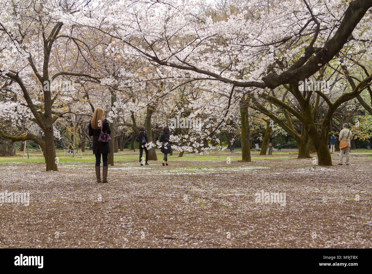 Spring in Tokyo: Cherry Tree blomming Stock Photo - Alamy