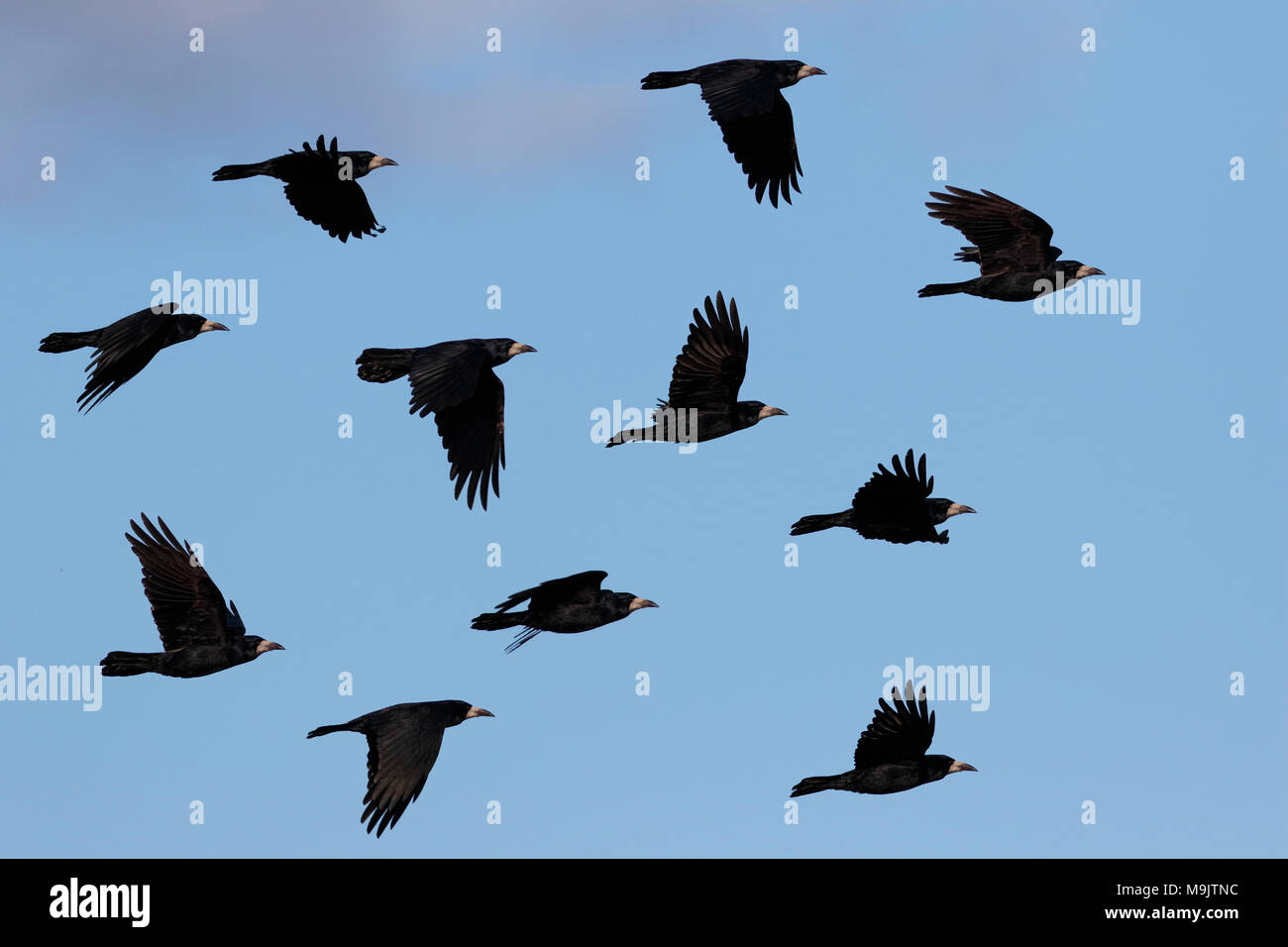 Flying rooks hi-res stock photography and images - Alamy