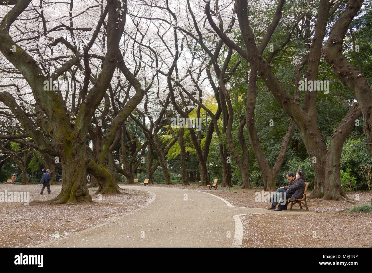 Spring in Tokyo: Cherry Tree blomming Stock Photo - Alamy