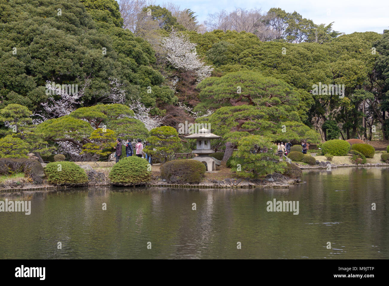 Spring in Tokyo: Cherry Tree blomming Stock Photo - Alamy