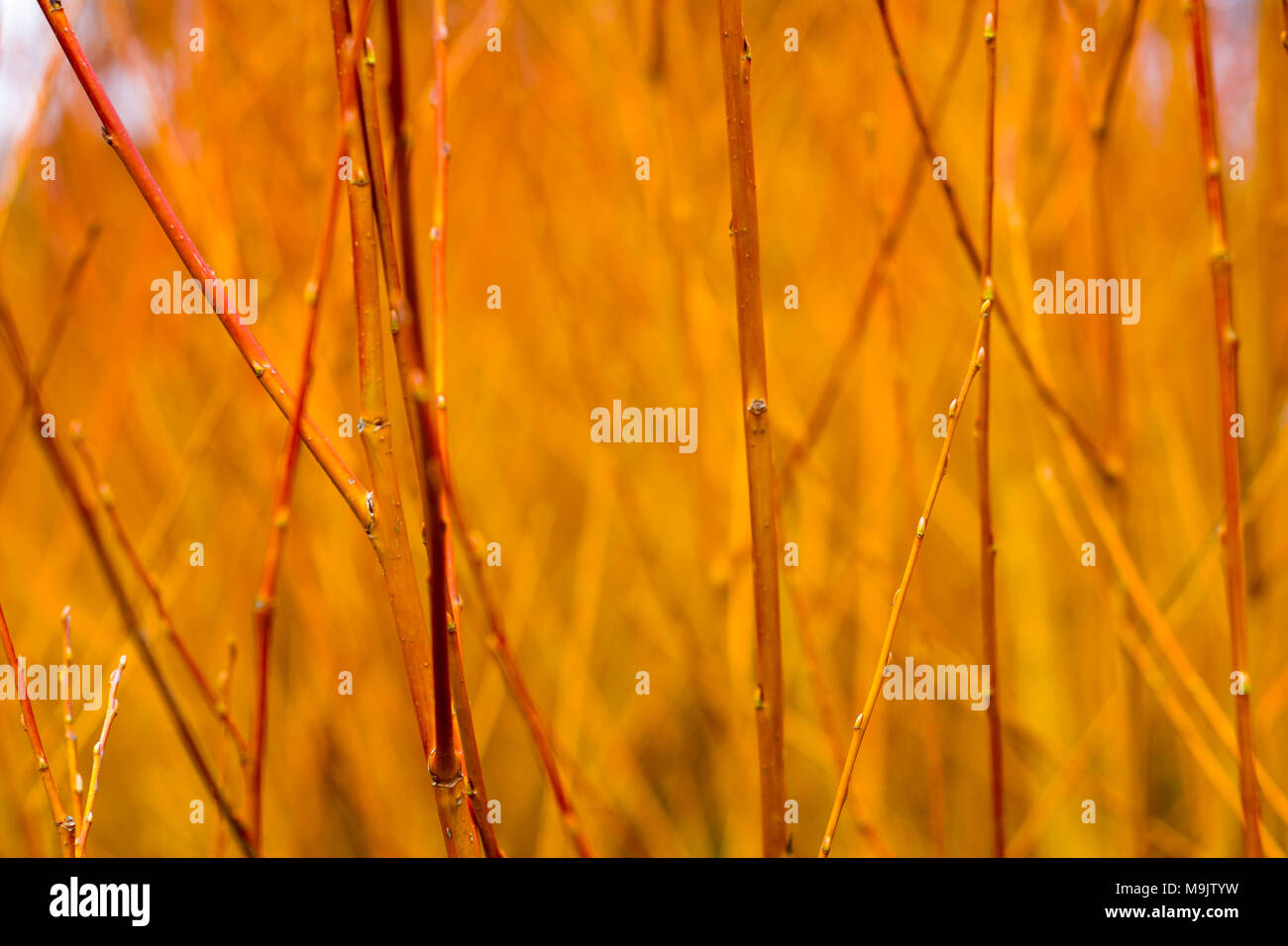 Nature, Park Walk, Colors Stock Photo - Alamy
