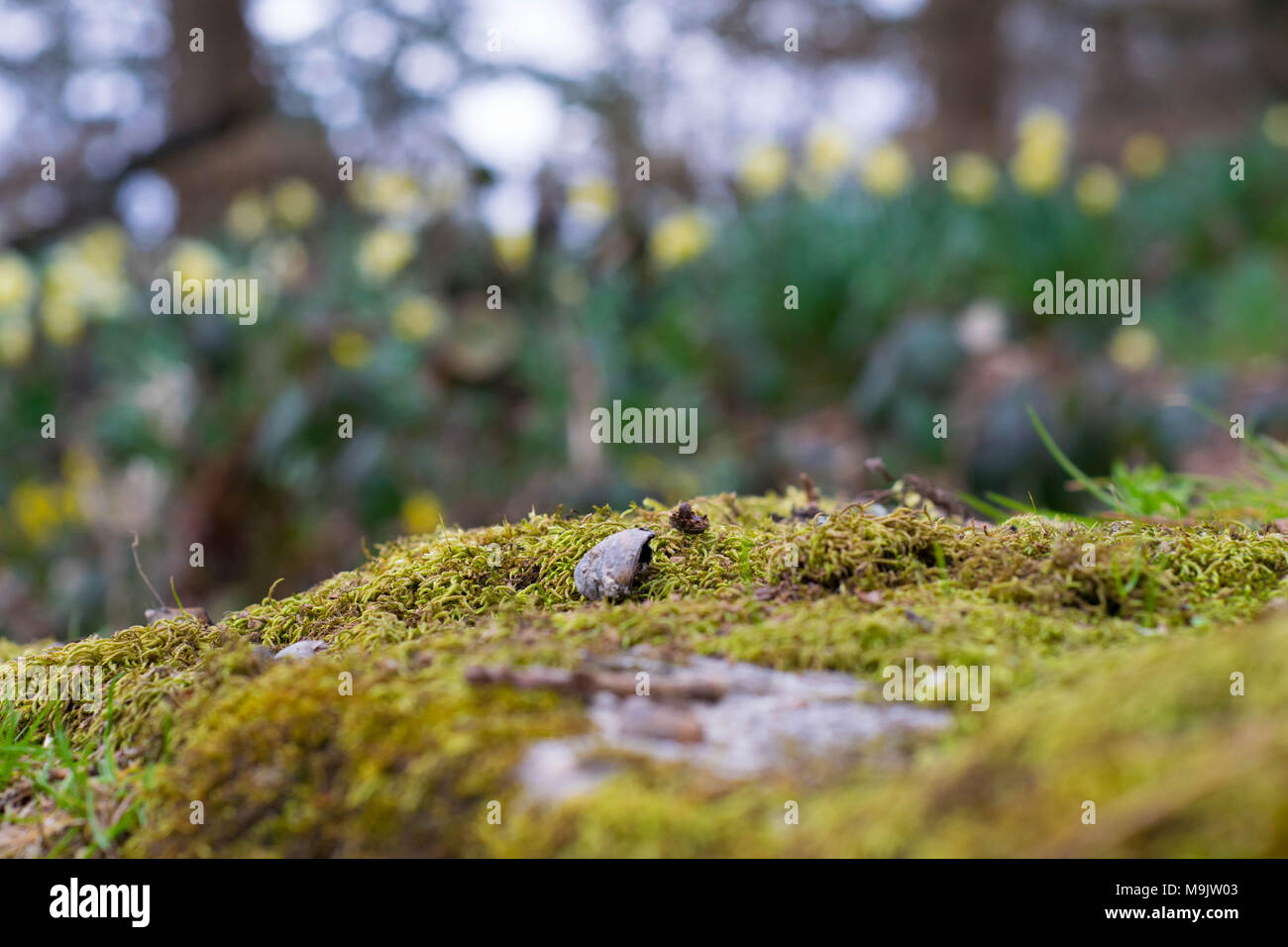Nature, Park Walk, Colors Stock Photo - Alamy