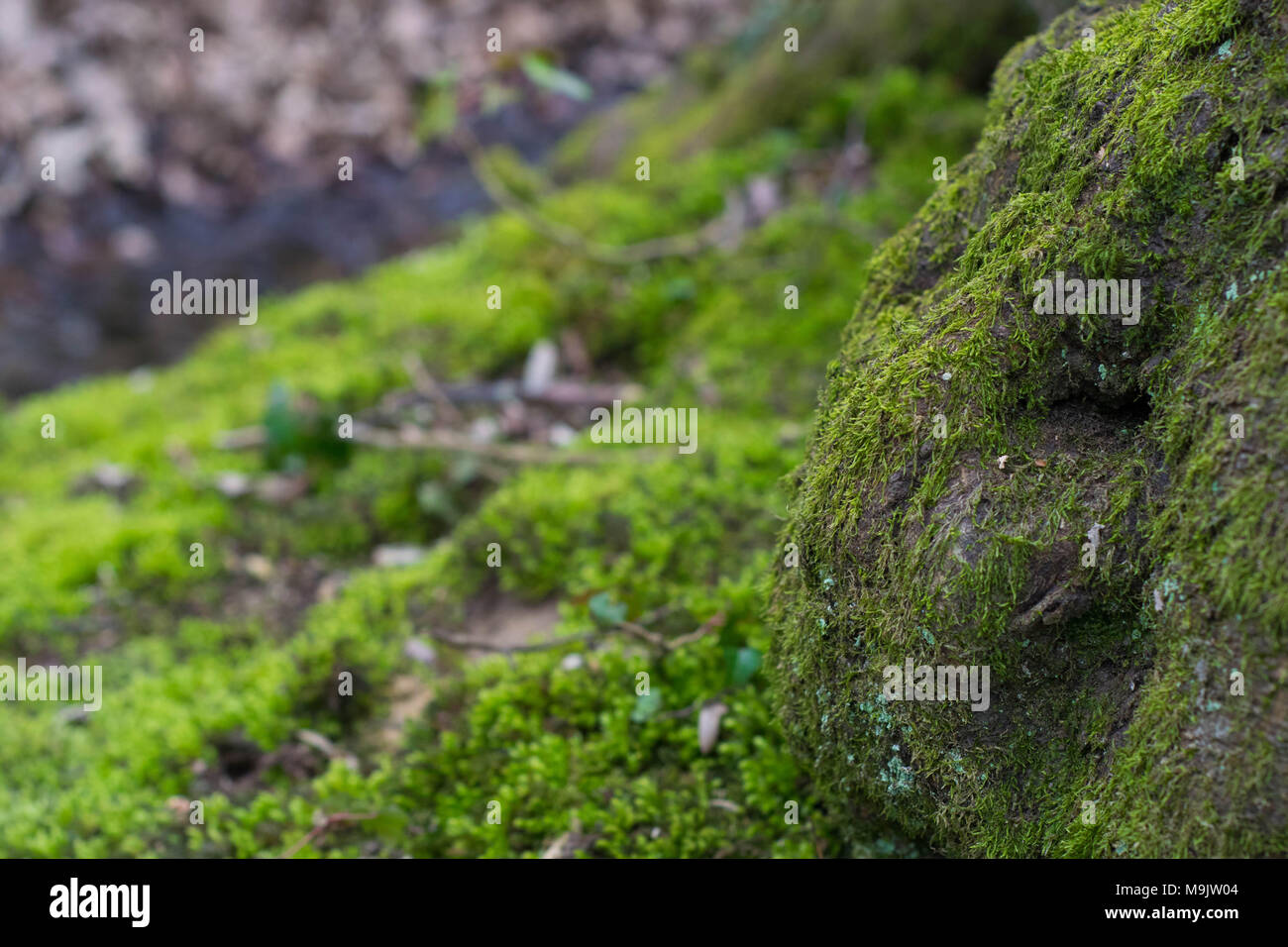 Nature, Park Walk, Colors Stock Photo - Alamy