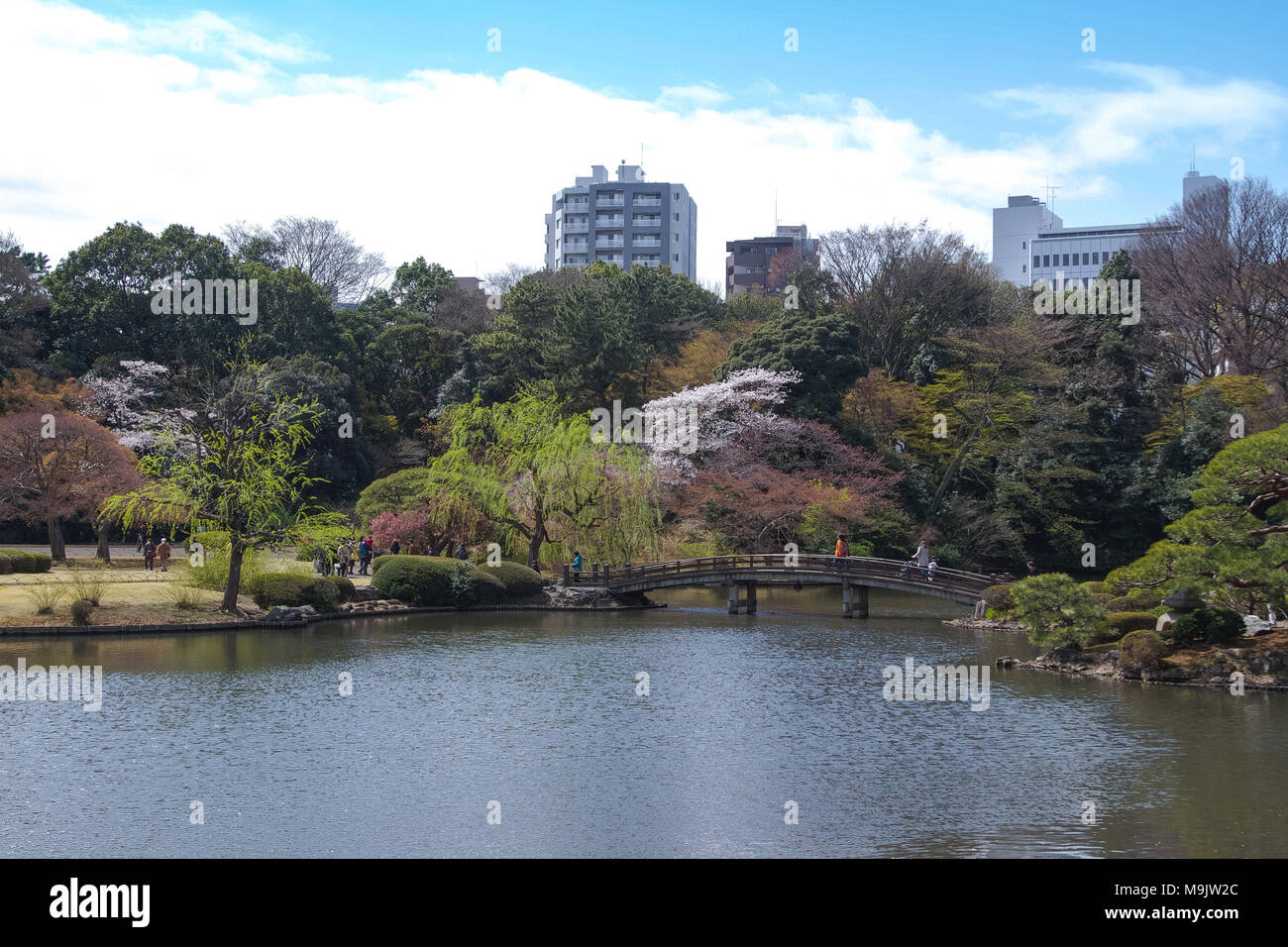 Spring in Tokyo: Cherry Tree blomming Stock Photo - Alamy