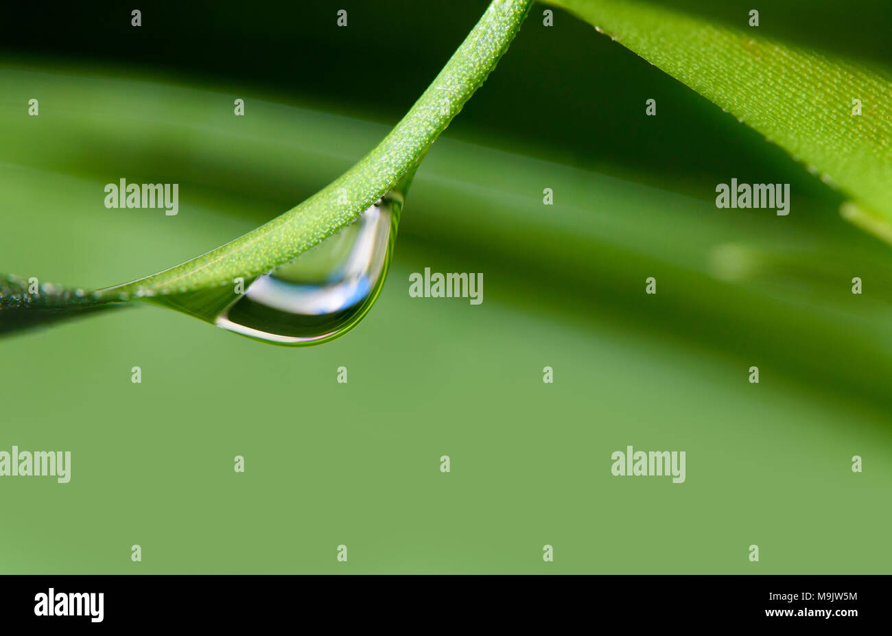 A single rain drop falling off a leaf Stock Photo - Alamy