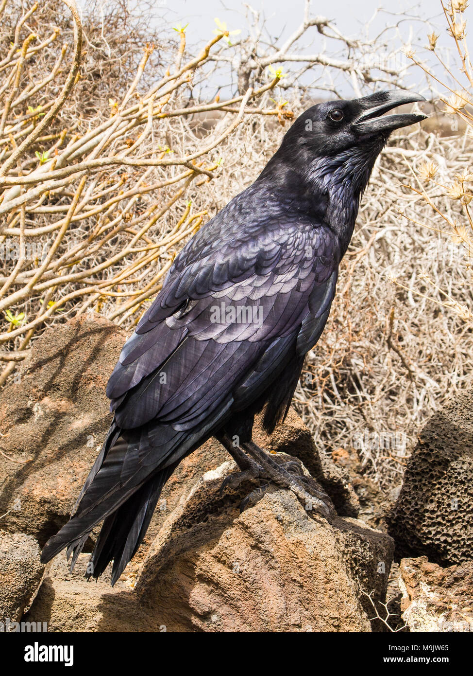 Portrait crow raven close hi-res stock photography and images - Alamy