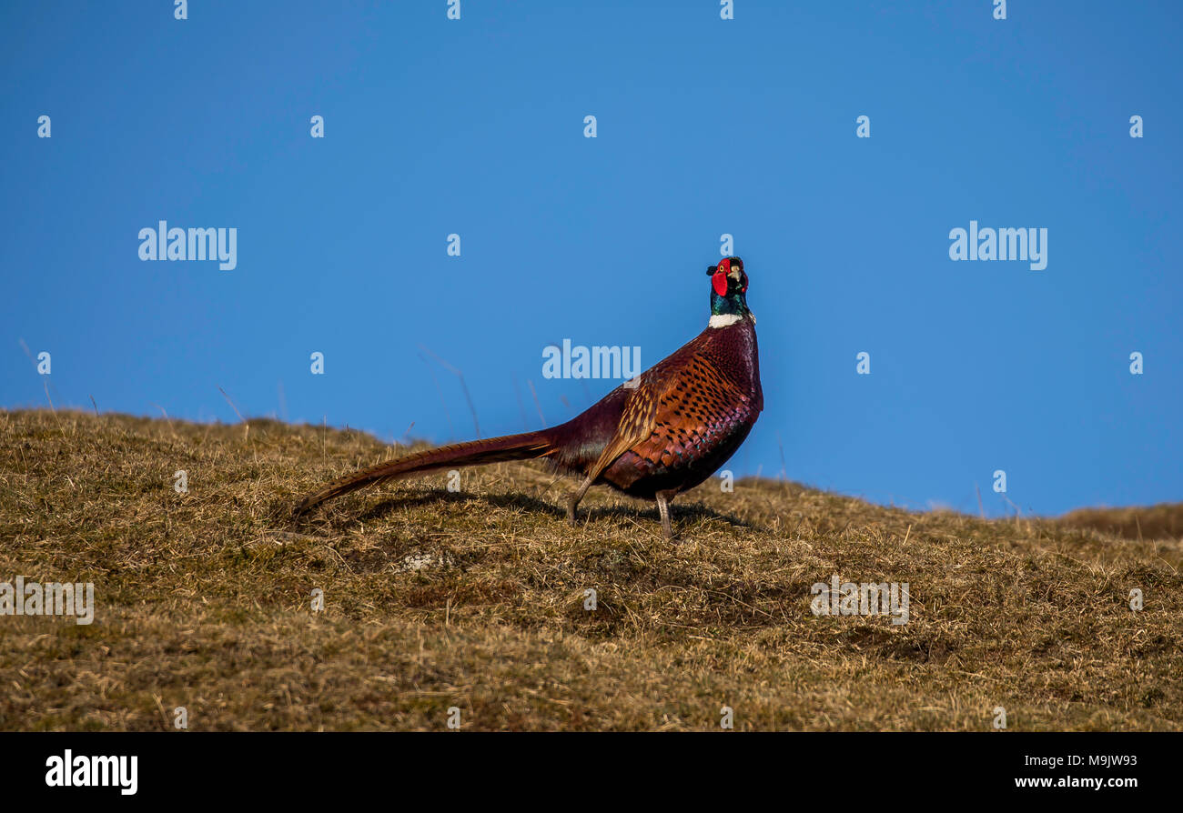 Pheasant woodland on farm hi-res stock photography and images - Alamy