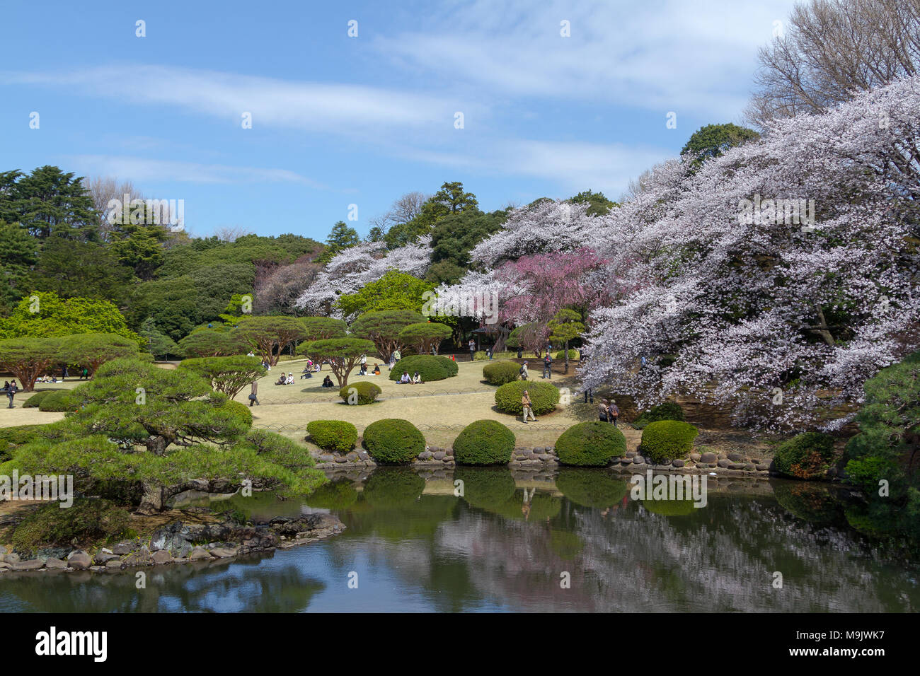 Spring in Tokyo: Cherry Tree blomming Stock Photo - Alamy