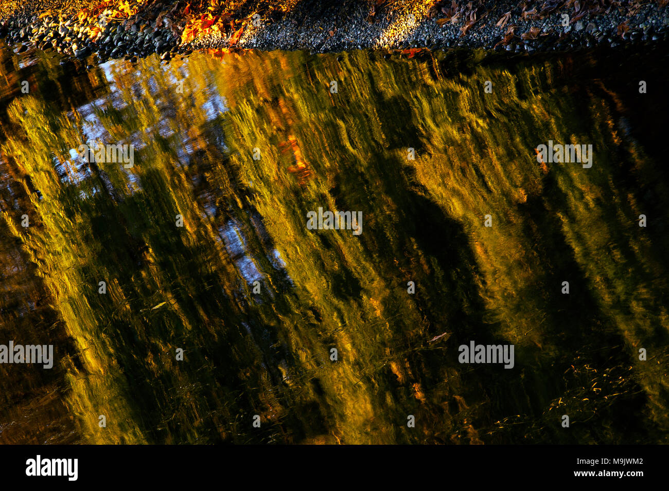 Trees reflected in still water along lake shore creating abstract ...