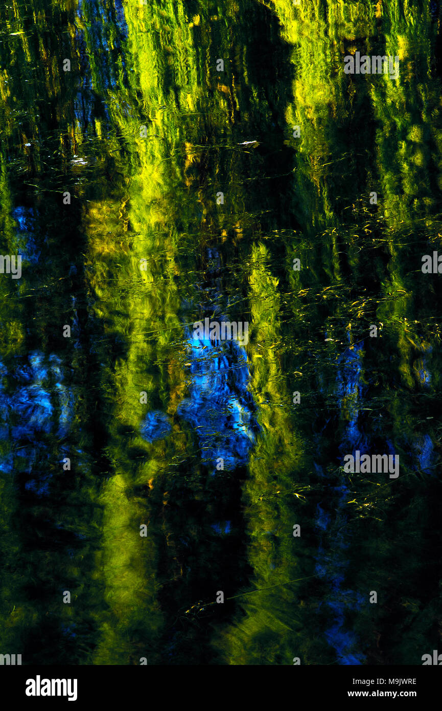 Trees reflected in still water along lake shore creating abstract ...