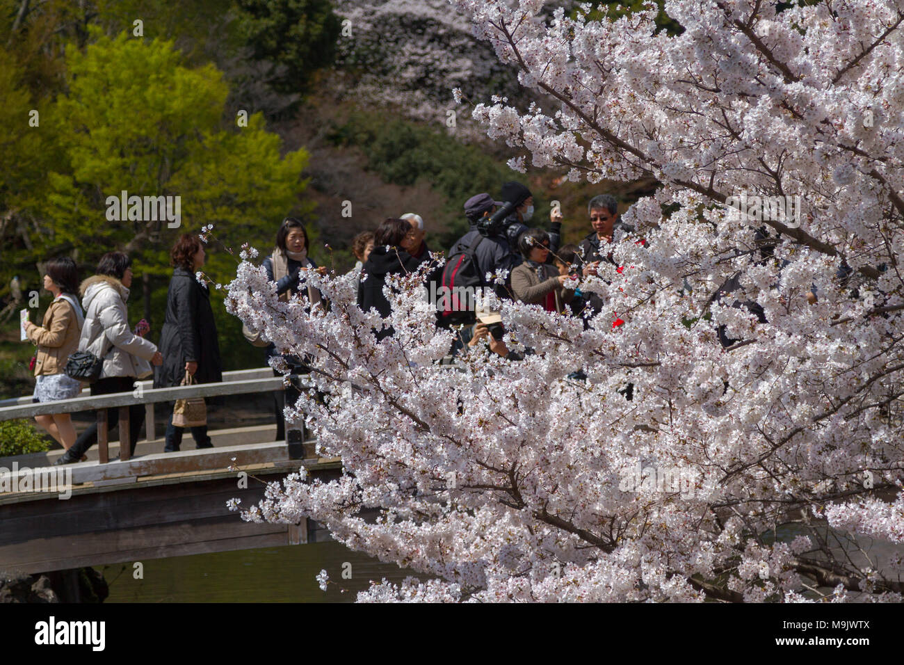 Spring in Tokyo: Cherry Tree blomming Stock Photo - Alamy