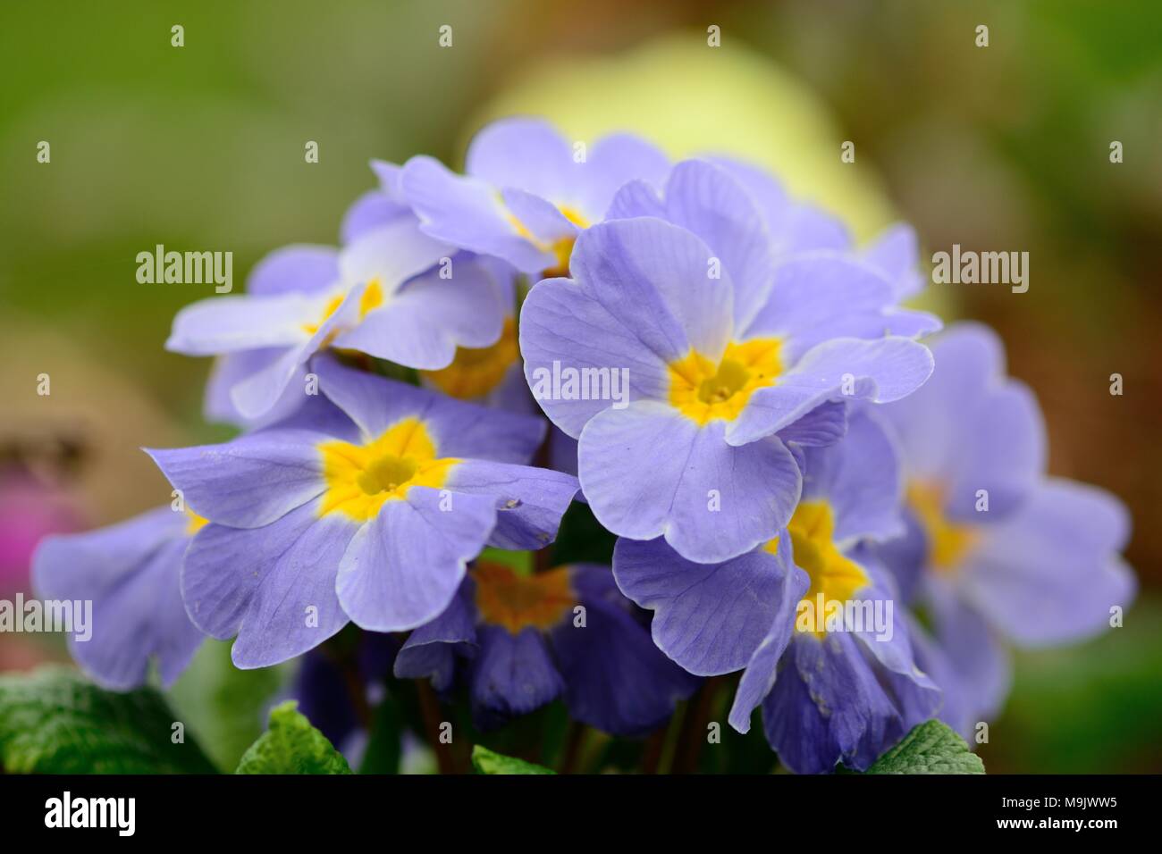 Purple primroses up close Stock Photo - Alamy