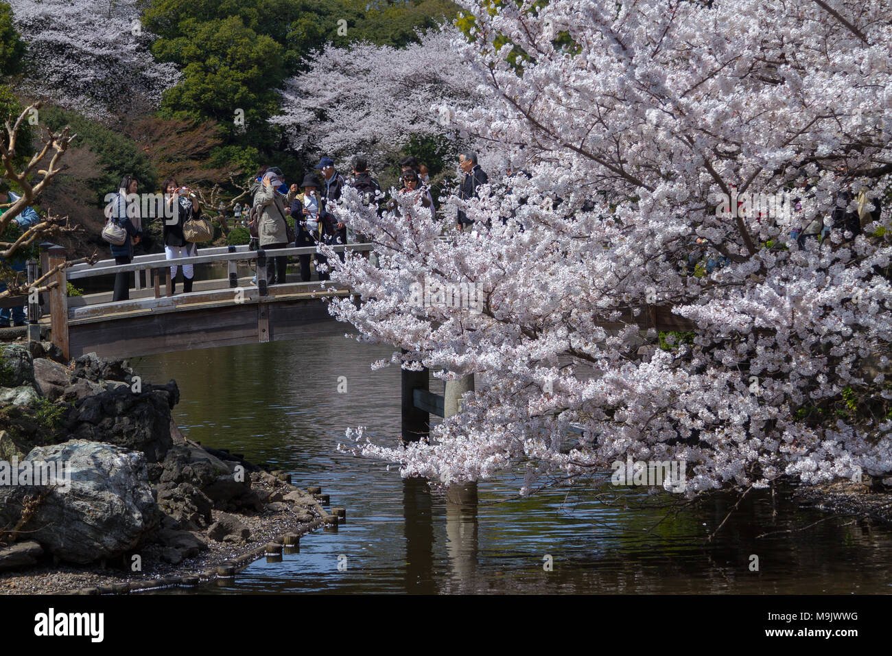 Spring in Tokyo: Cherry Tree blomming Stock Photo - Alamy