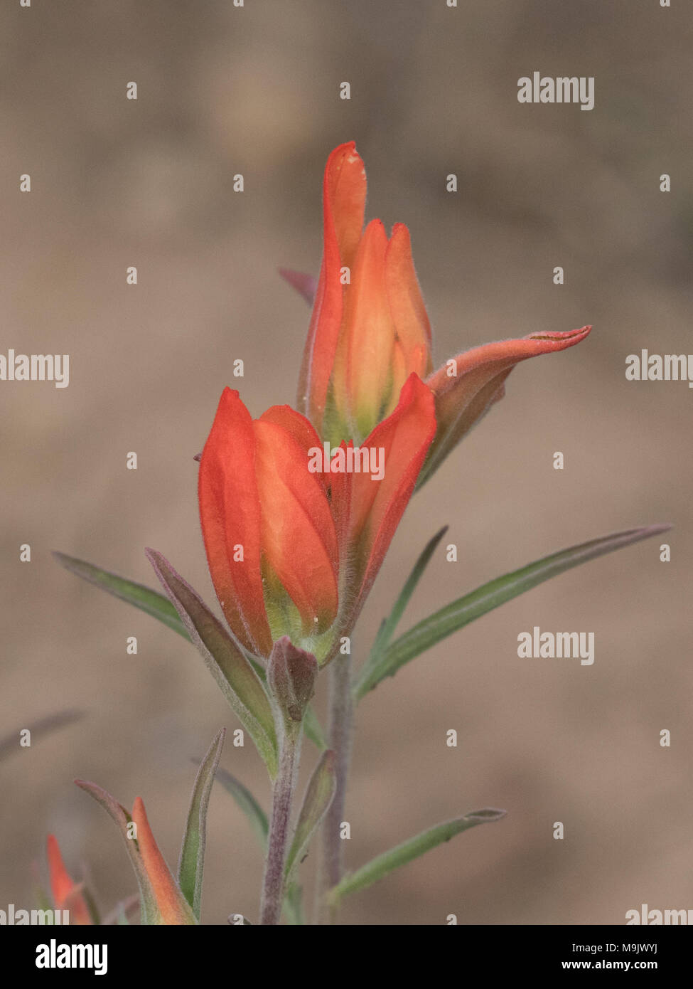 Indian paint brush hi-res stock photography and images - Alamy