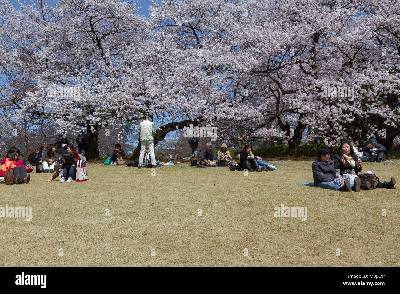 Spring in Tokyo: Cherry Tree blomming Stock Photo - Alamy