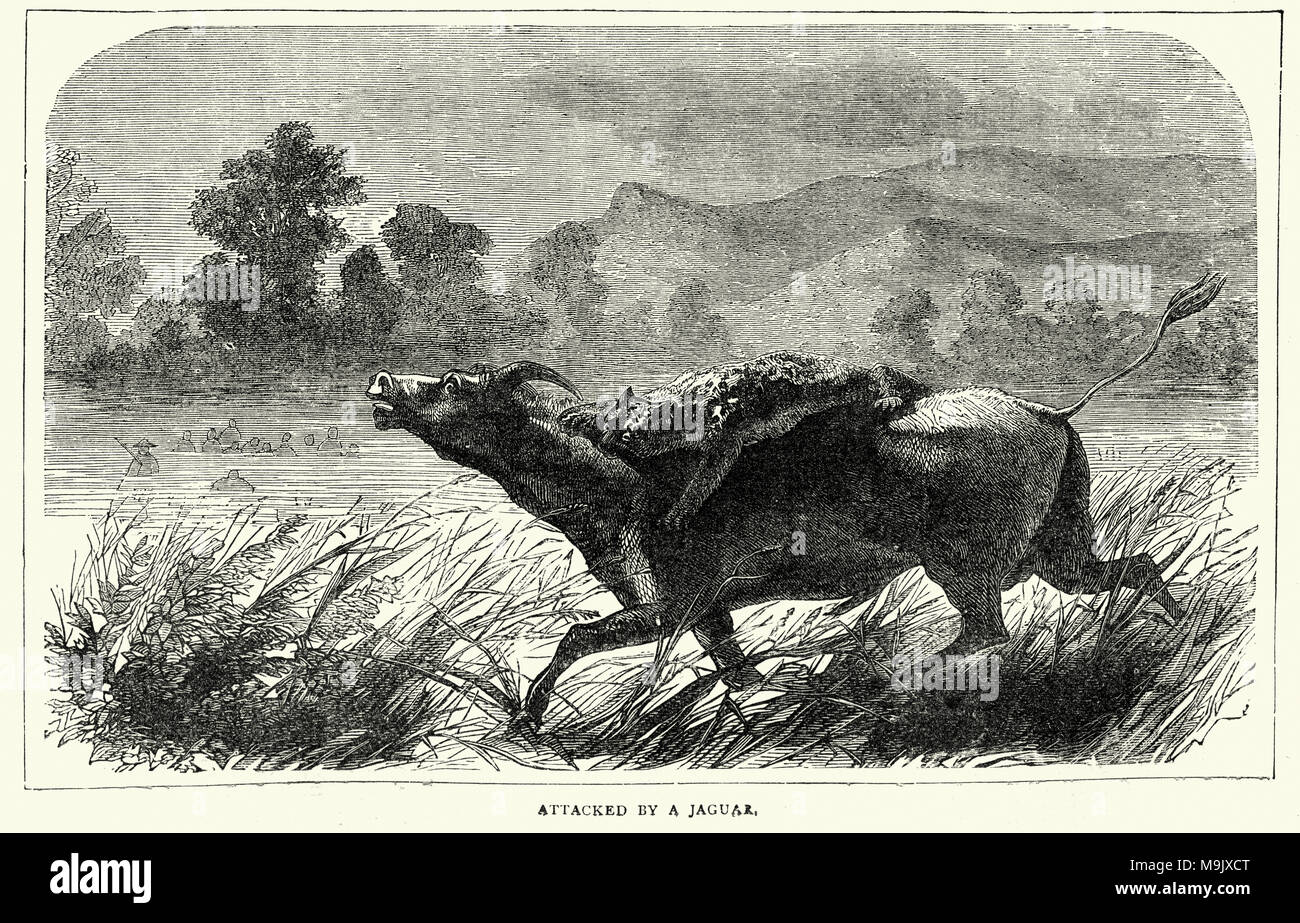 Engraving of Jaguar big cat attacking wild cattle Stock Photo - Alamy