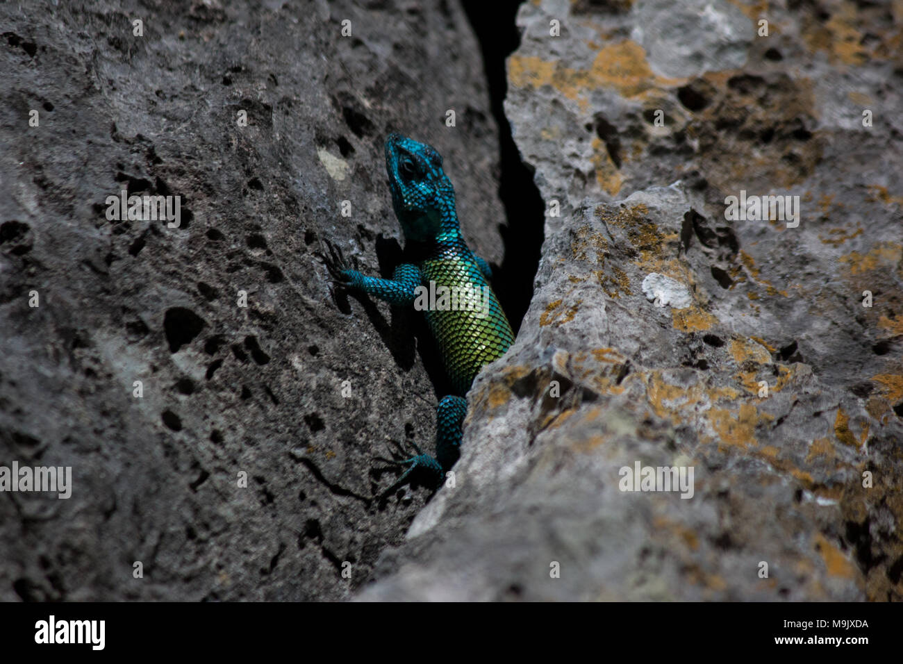 blue lizard coming out of crack Stock Photo - Alamy