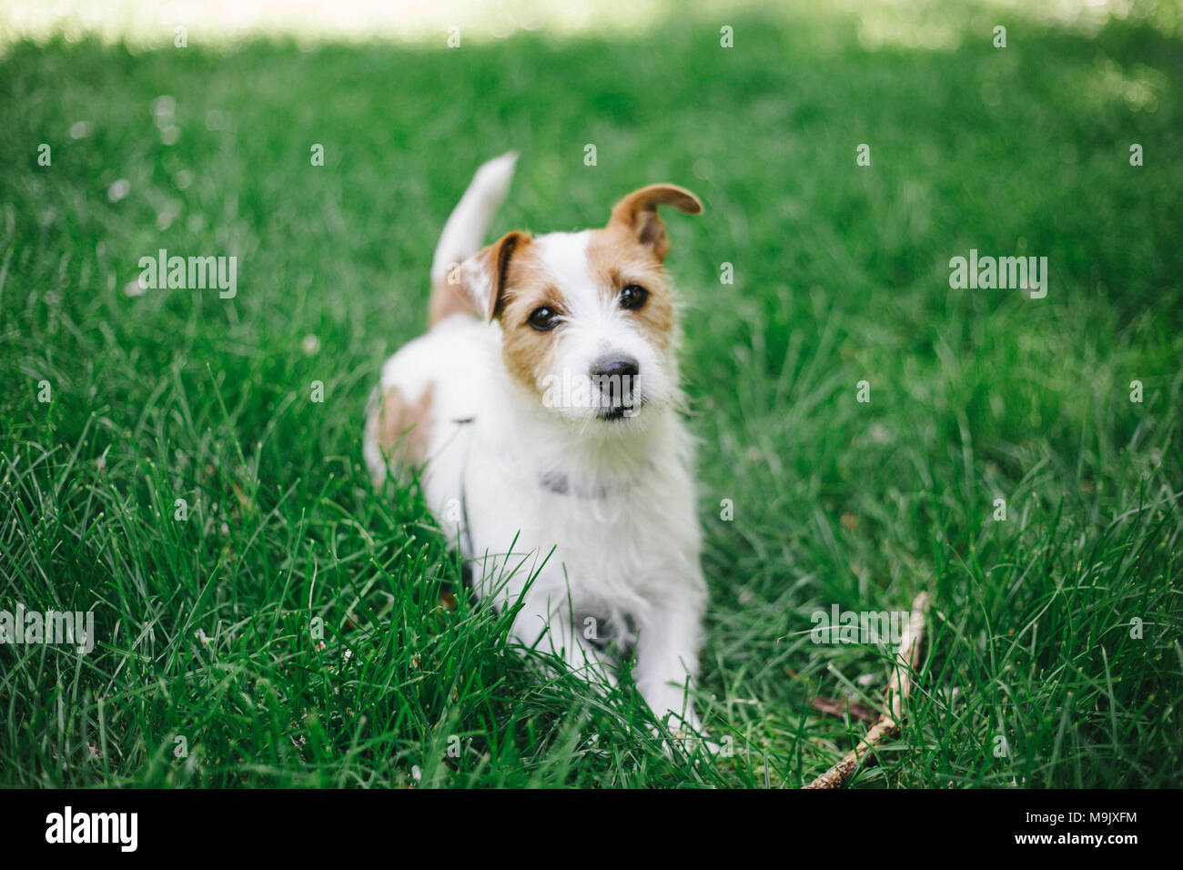 Dogs play in dog park hi-res stock photography and images - Alamy