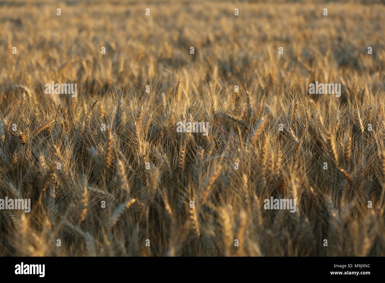 Field yellow brown wheat grass abstract background Stock Photo - Alamy