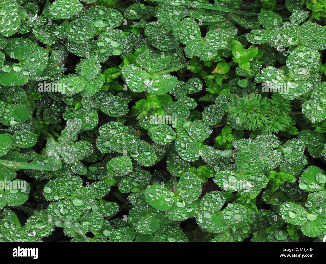 Beautiful closeup water drops hi-res stock photography and images - Alamy