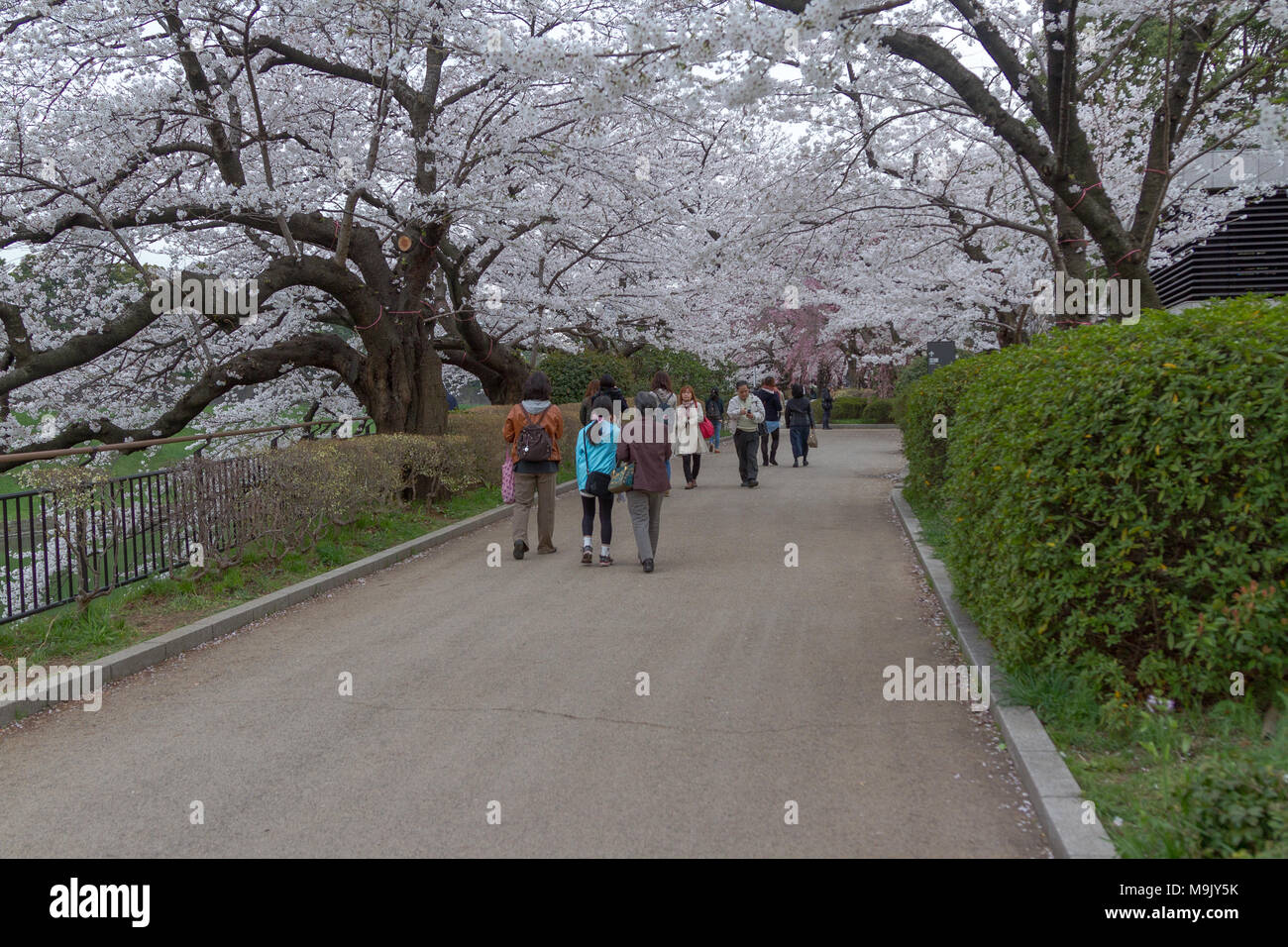 Spring in Tokyo: Cherry Tree blomming Stock Photo - Alamy