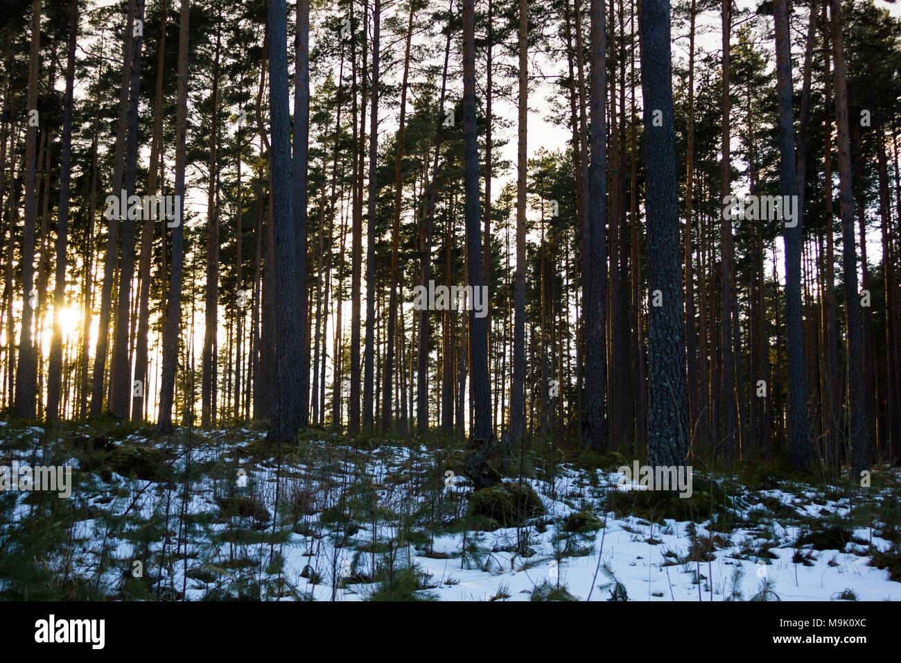 Calm and Sunny Winter Day in the Forest, with Sun Shining on top of the ...