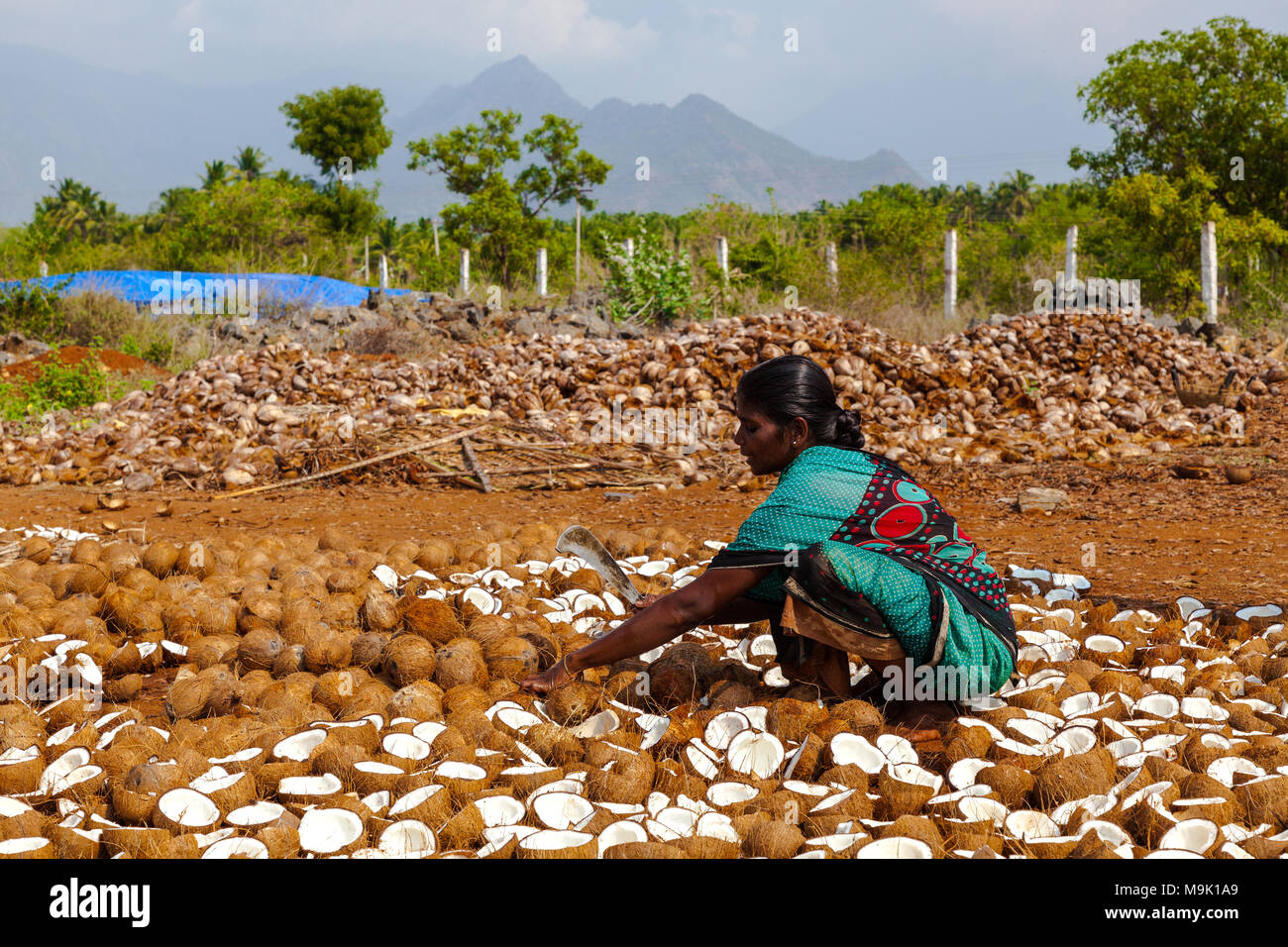 Drying coconuts and making copra - Tamil Nadu, India Stock Photo - Alamy