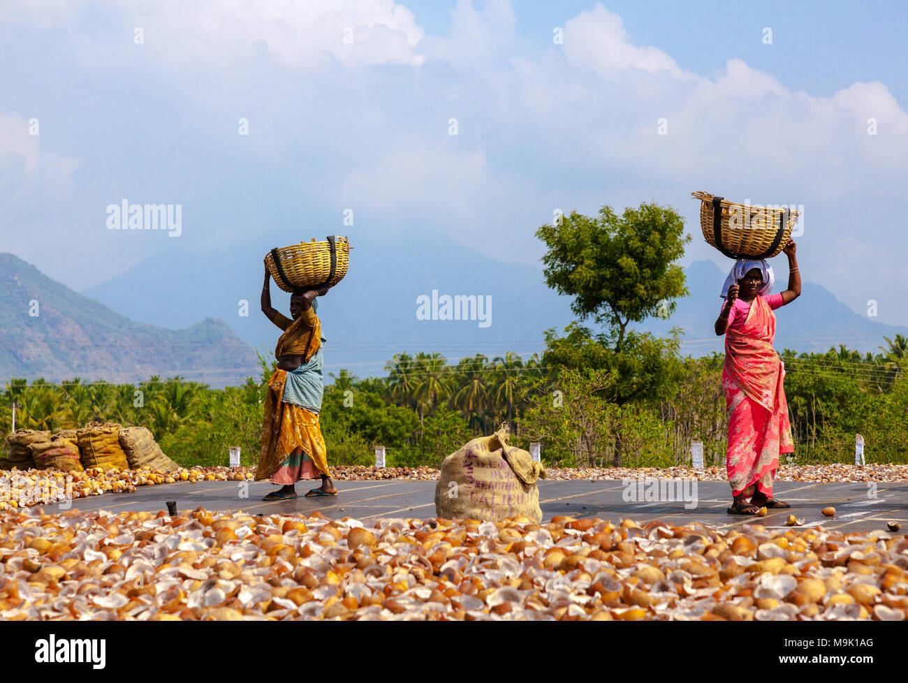 Drying copra hi-res stock photography and images - Alamy